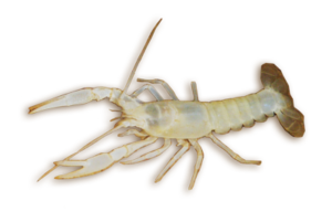 Hidden River Cave History | Hidden River Cave/American Cave Museum